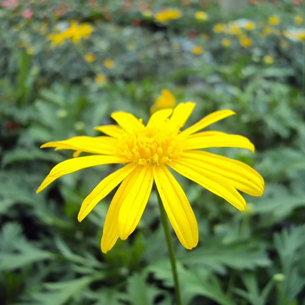 Euryops Sunshine Annuel En Godet De 10.5Cm de Qualité | Jardinao.com