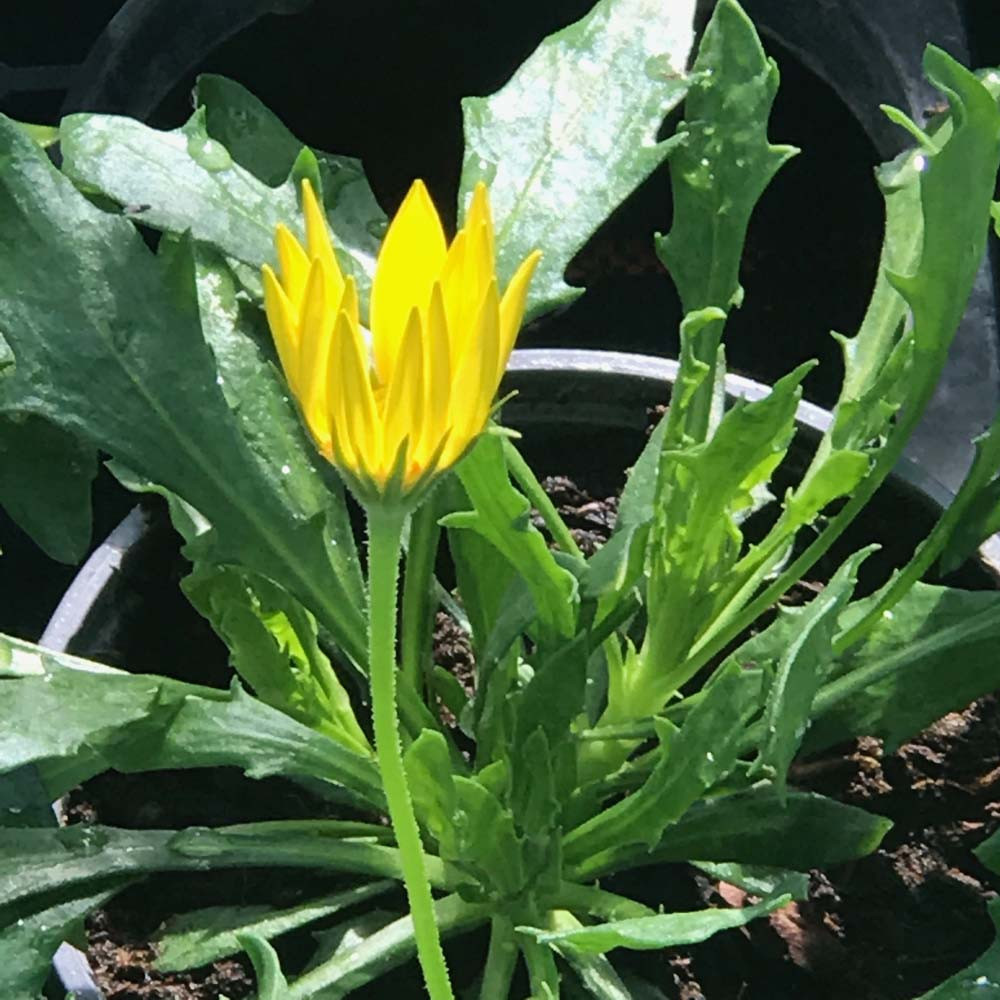 Euryops Sunshine Annuel En Godet De 10.5Cm de Qualité | Jardinao.com