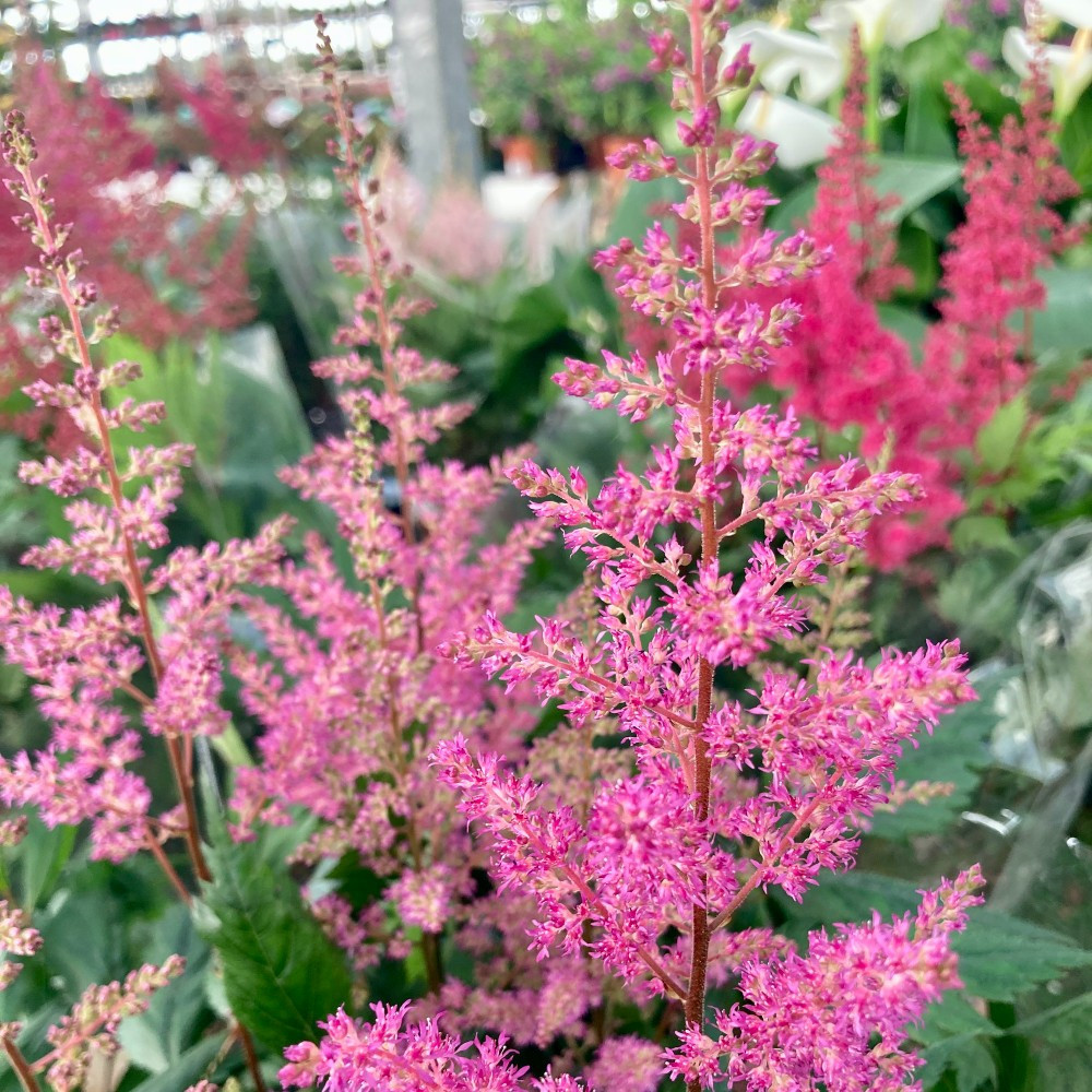 Astilbe Younique Pink Vivace En Godet De 12Cm de Qualité | Jardinao.com