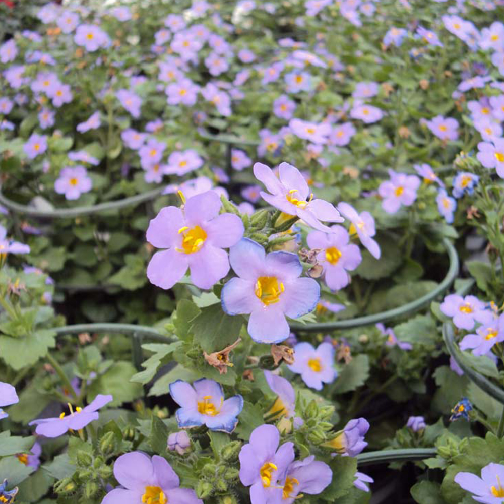Bacopa Gulliver Blue Sensation En Godet De 10.5Cm de Qualité | Jardinao.com