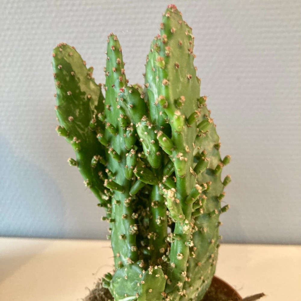 Thon Opuntia - Pot De 8,5 Cm | Jardinao.com