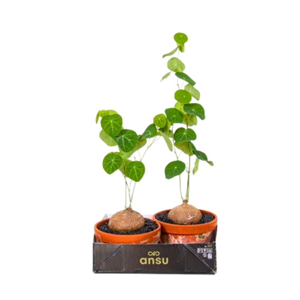 Stéphania Erecta - Pot De 17 Cm | Jardinao.com