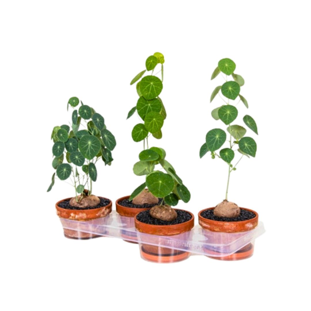 Stéphania Erecta - Pot De 15 Cm | Jardinao.com