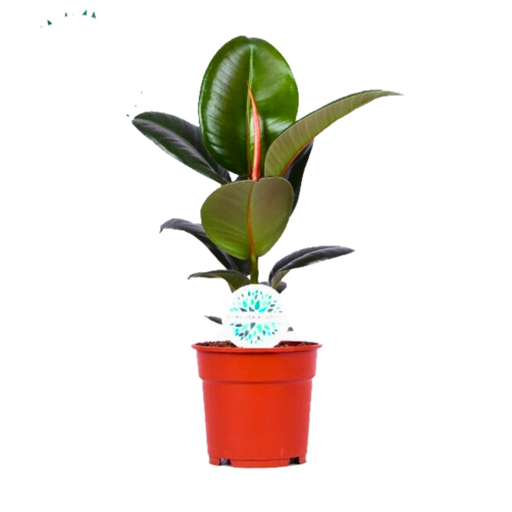 Ficus Elastica Robusta - Pot De 17 Cm | Jardinao.com