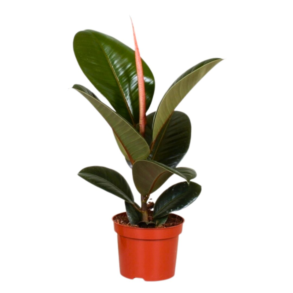 Ficus Elastica Robusta - Pot De 12 Cm | Jardinao.com