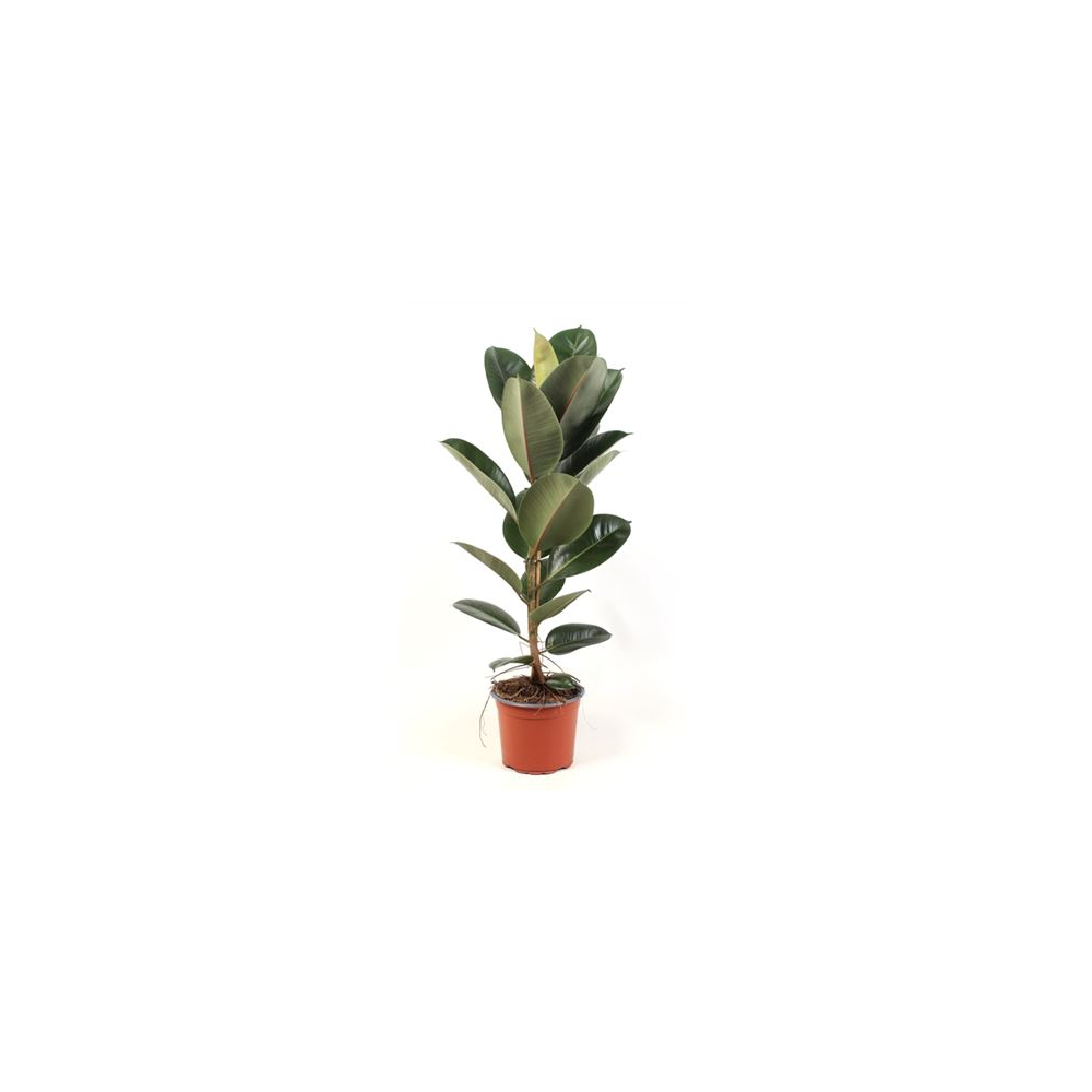 Ficus Elastica Robusta - Pot De 21 Cm | Jardinao.com