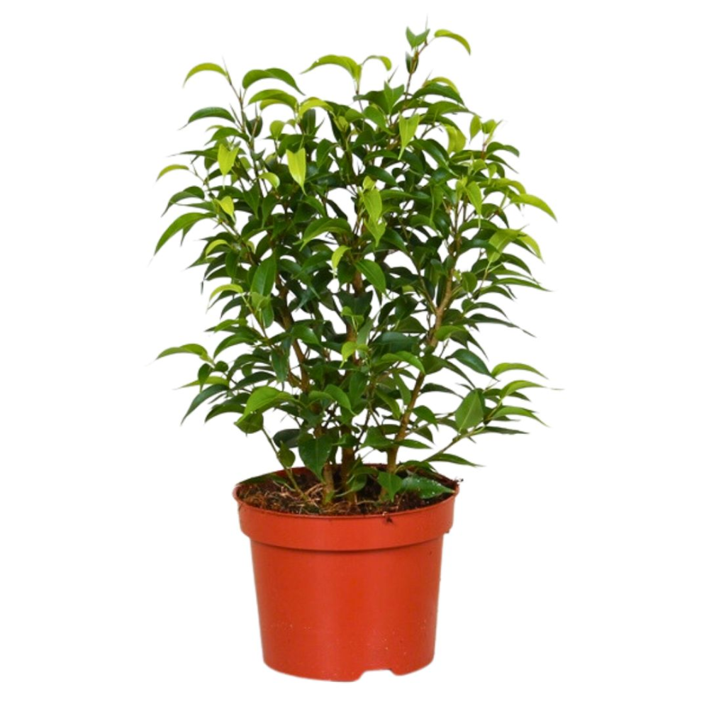 Ficus Benjamina Natasja - Pot De 12 Cm | Jardinao.com