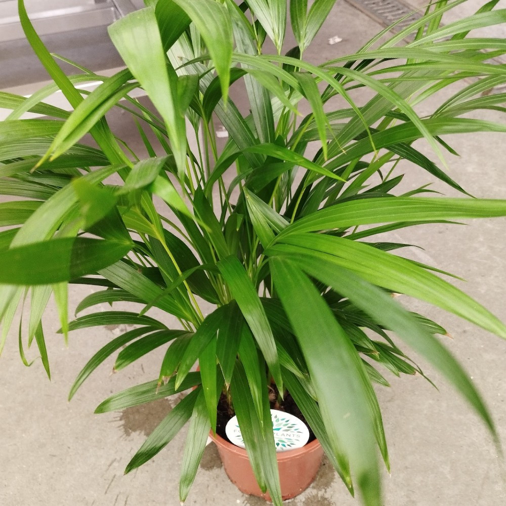 Areca Dypsis Lutescens - Pot De 10,5 Cm | Jardinao.com
