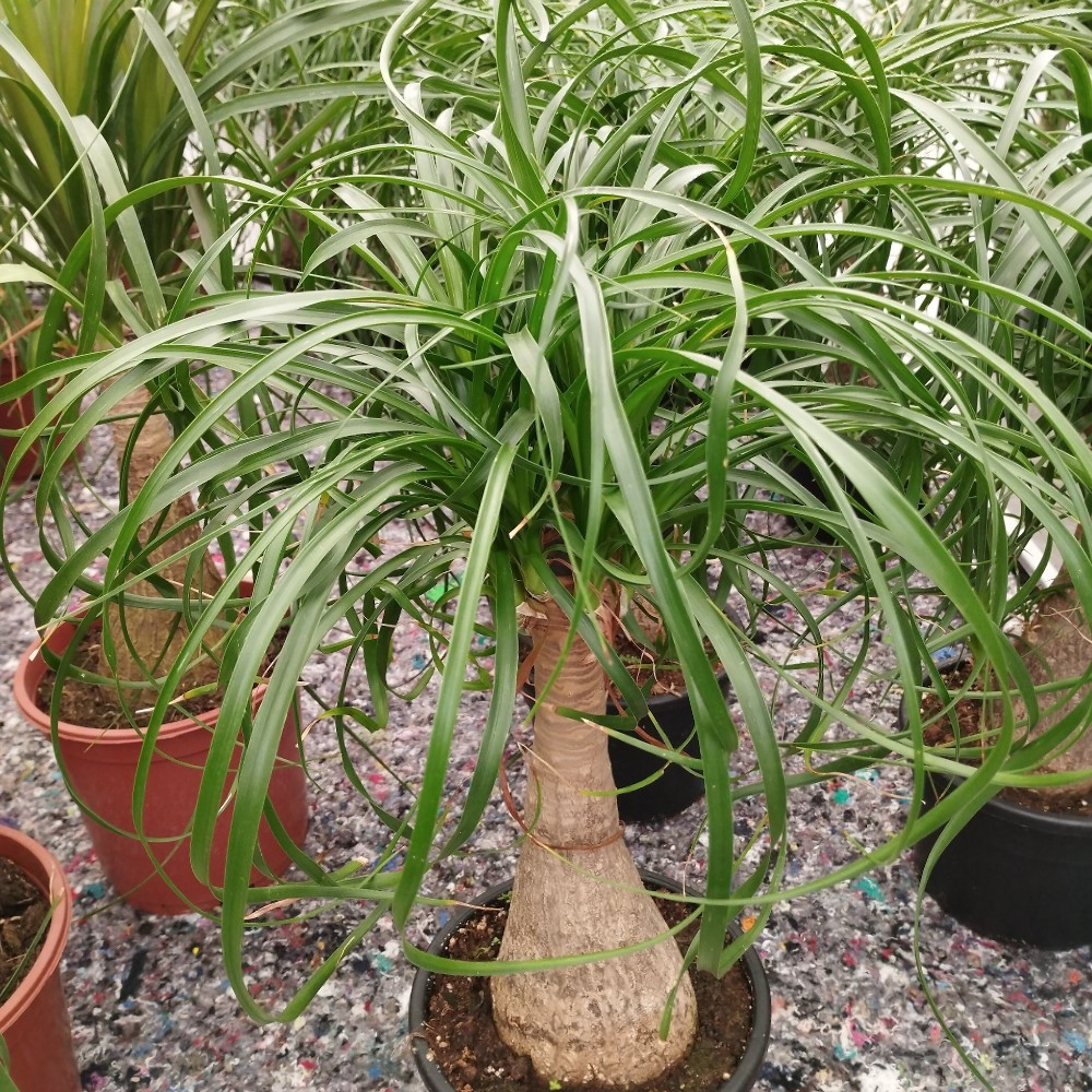 Pied D'Éléphant - Beaucarnea Vertakt - Pot De 19 Cm | Jardinao.com