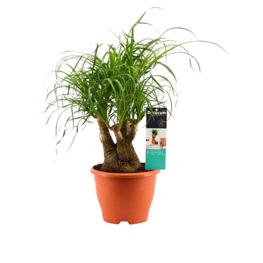 Pied D'Éléphant - Beaucarnea Vertakt - Pot De 19 Cm | Jardinao.com