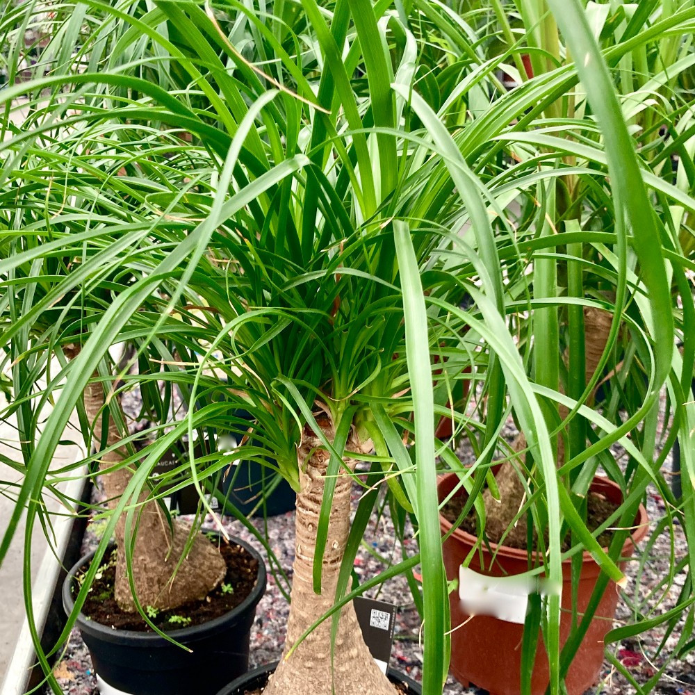 Pied D'Éléphant - Beaucarnea Vertakt - Pot De 19 Cm | Jardinao.com