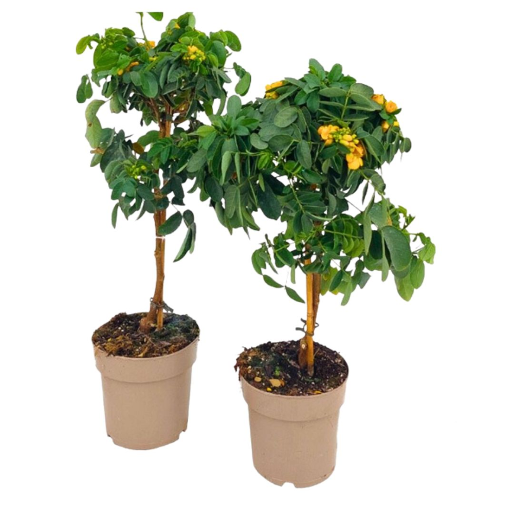 Cassia Sur Tige - Pot De 17 Cm | Jardinao.com