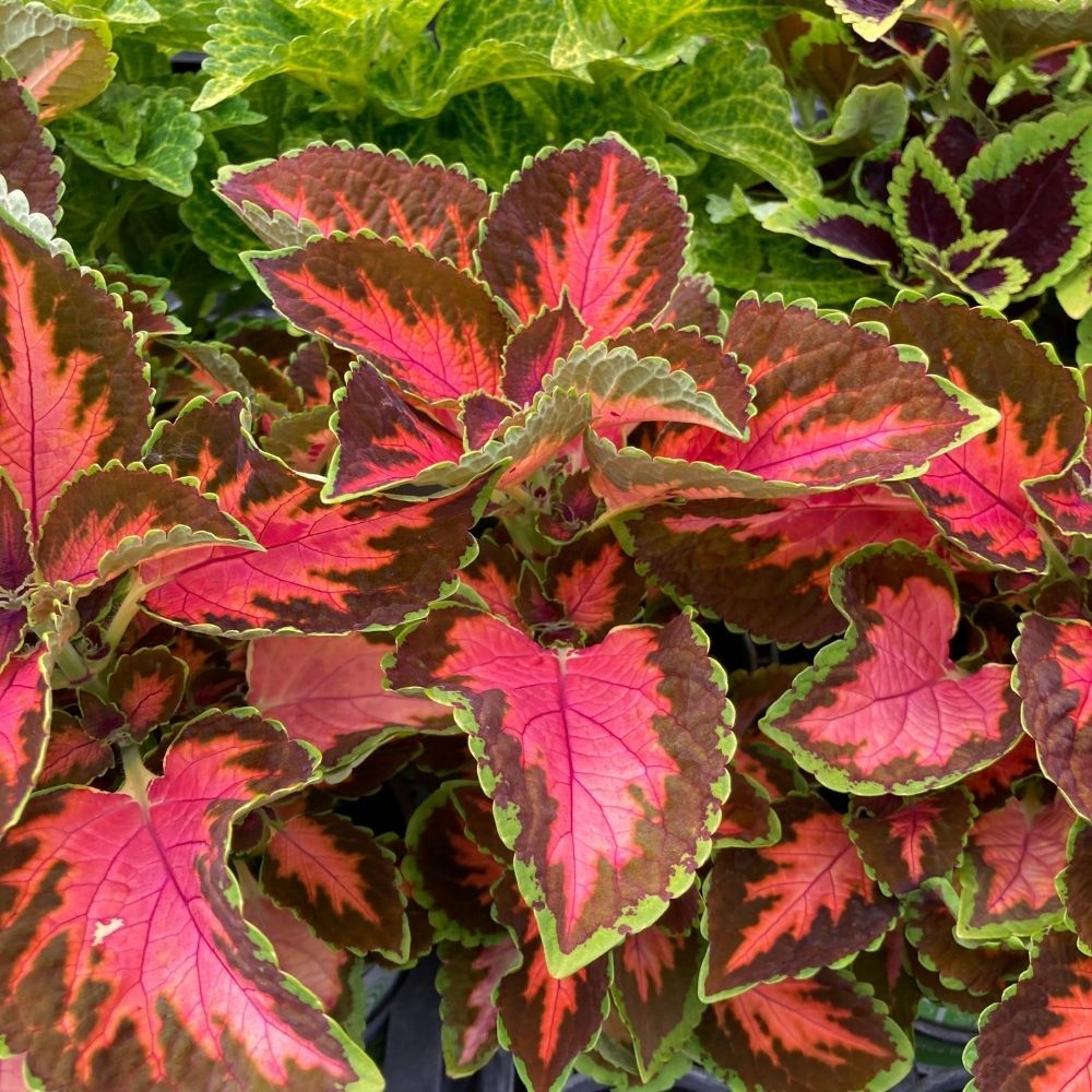 Coleus Solenostemon Fifth Avenue | Jardinao.com