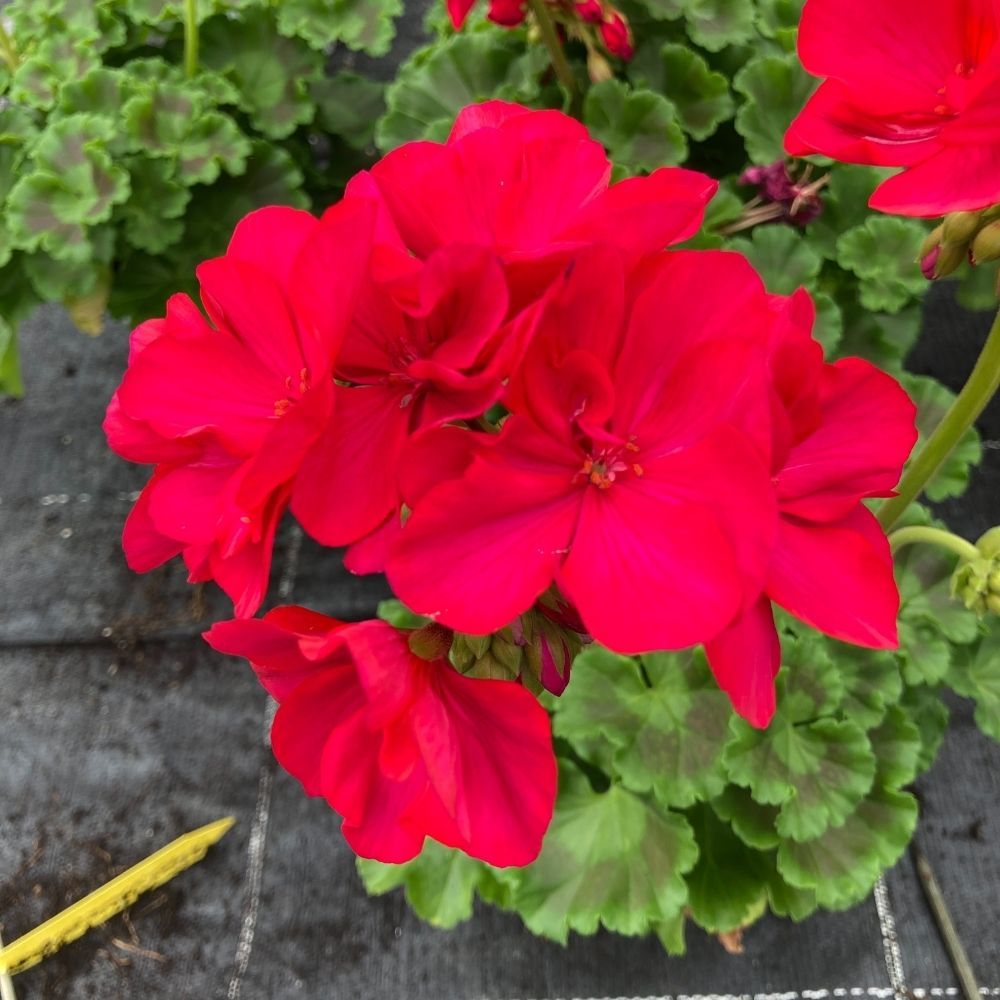 Géranium Droit Annuelle Big Ezee Neon - Rouge | Jardinao.com