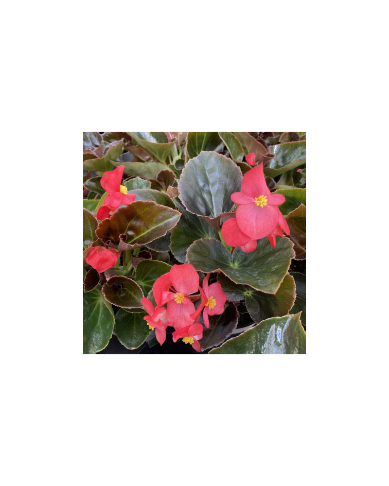 Begonia Big rouge a feuillage fonce | Jardinao.com