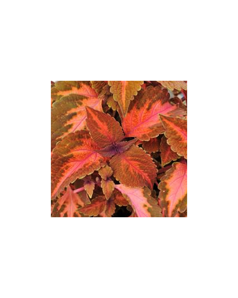 Coleus Solenostemon Sunset Boulevard | Jardinao.com