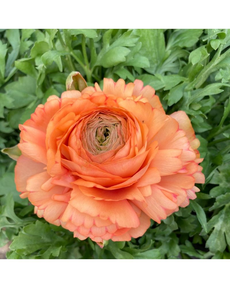 Renoncule des Jardins Mache Orange | Jardinao.com