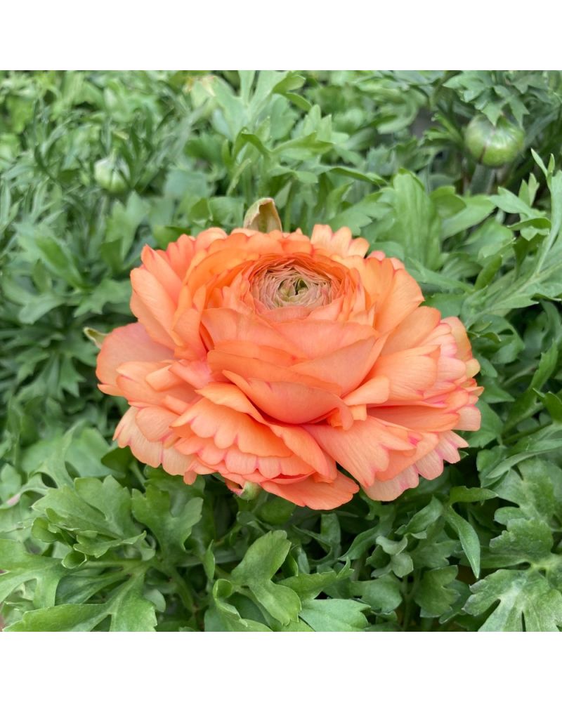 Renoncule des Jardins Mache Orange | Jardinao.com