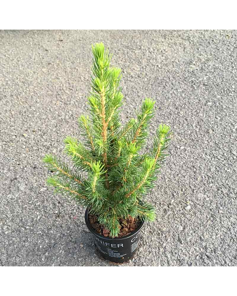 Epicea Vivace Glauca Conica - Vert | Jardinao.com