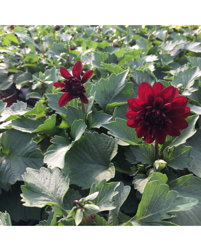 Dahlia dahlietta Annuelle Grandalia - Rouge | Jardinao.com