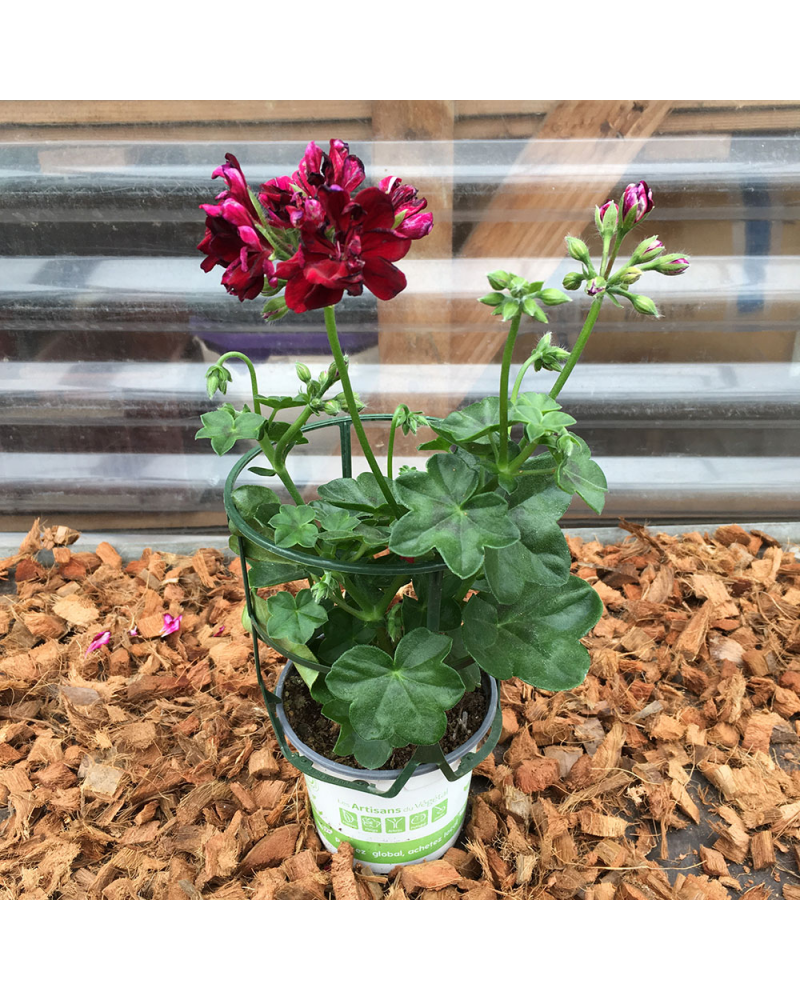 Géranium Retombant Annuelle Toscana Pia - Rouge | Jardinao.com