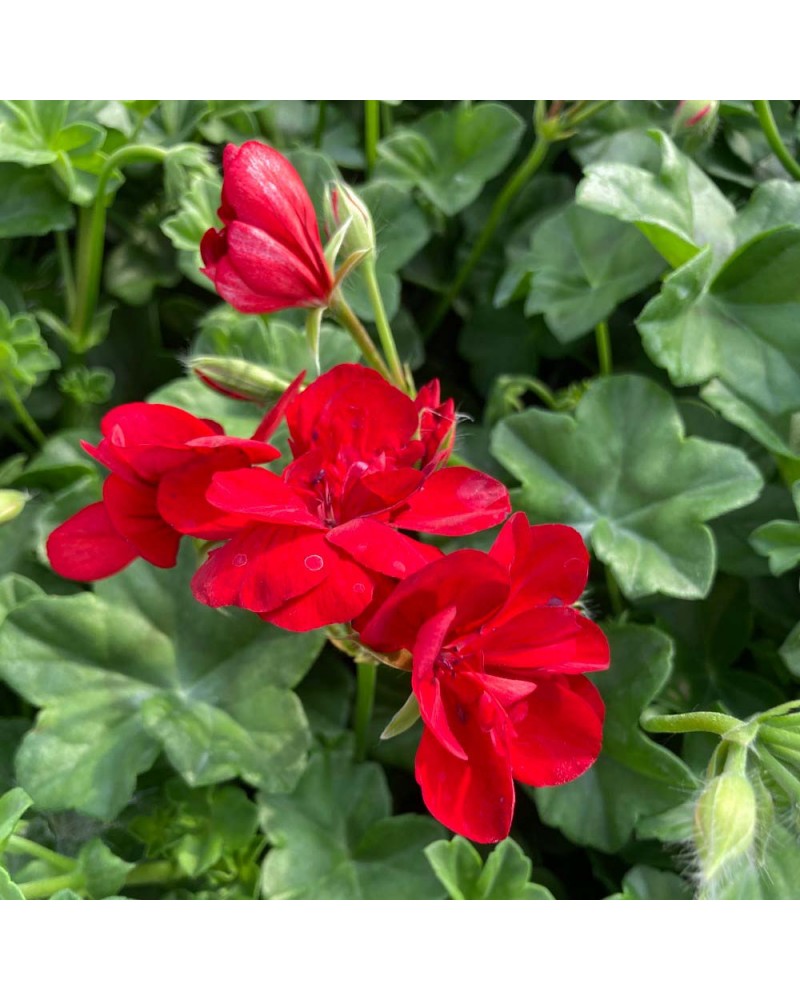 Géranium Retombant Annuelle Kate - Rouge | Jardinao.com