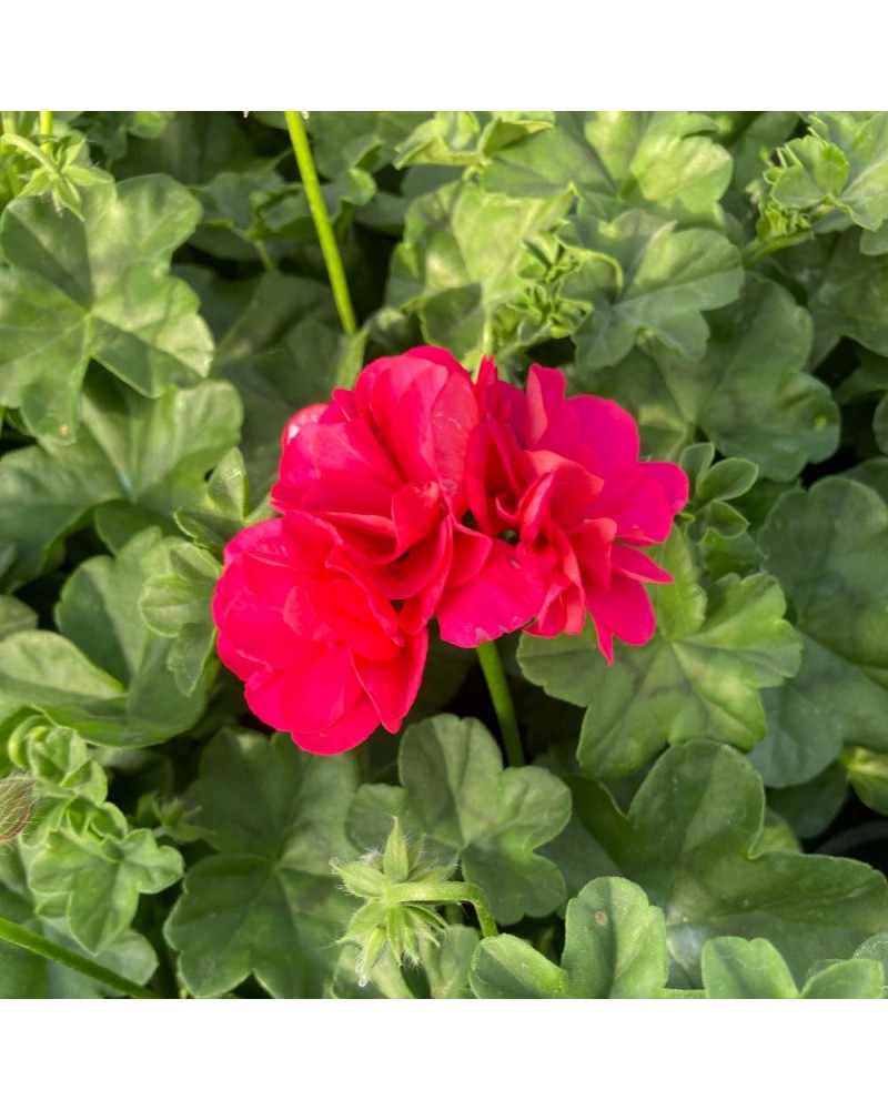Géranium Retombant Annuelle Calliope Dark - Rouge | Jardinao.com