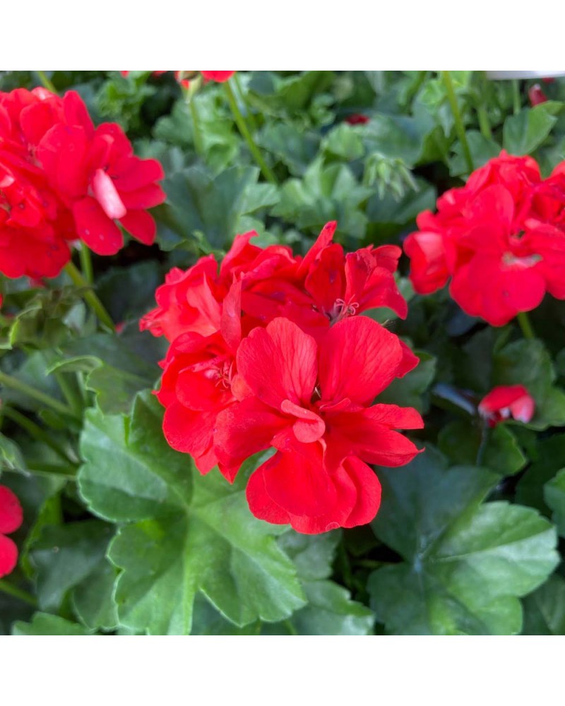 Géranium Retombant Annuelle Royal Fire - Rouge | Jardinao.com
