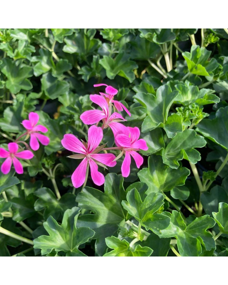Géranium Retombant Annuelle Décora Stellena - Rose | Jardinao.com