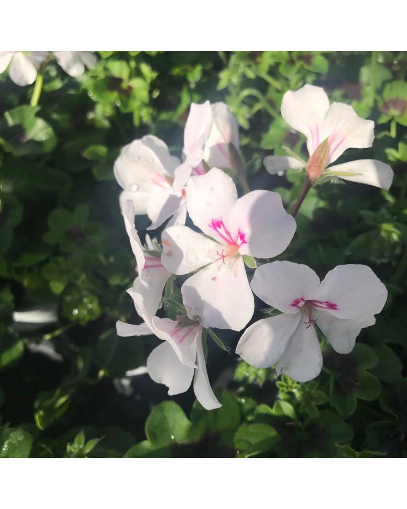 Géranium Retombant Annuelle Rainbow - Blanc | Jardinao.com