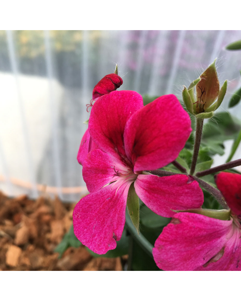 Géranium Retombant Annuelle Rainbow Neon - Rose | Jardinao.com