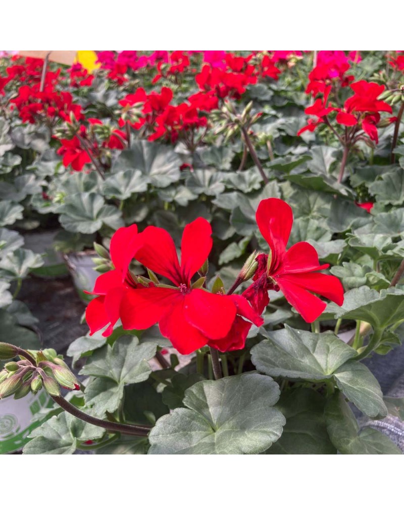 Géranium Droit Annuelle Callioppe Landscape - Rouge | Jardinao.com