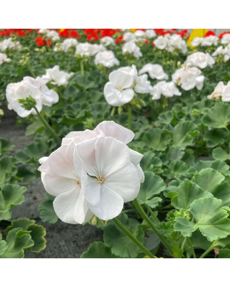 Géranium Droit Annuelle Classic - Blanc | Jardinao.com