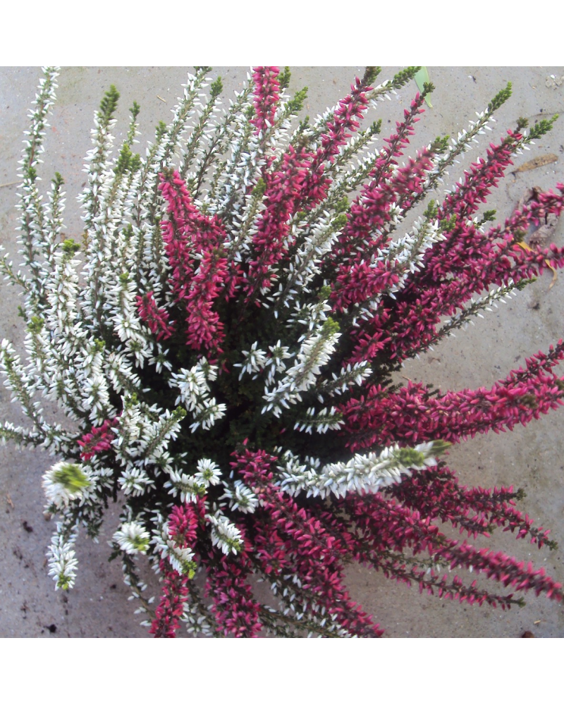 Bruyère commune Vivace Calluna vulgaris - Blanc | Jardinao.com