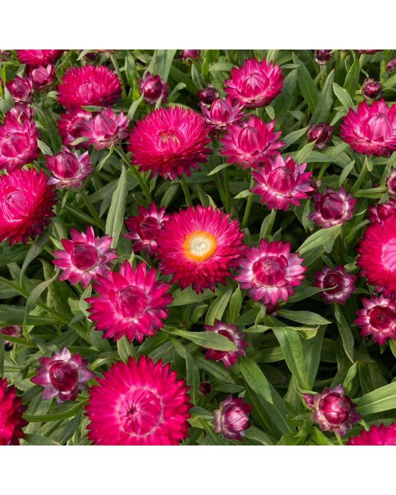 Immortelle Annuelle Mohave Dark - Rose | Jardinao.com