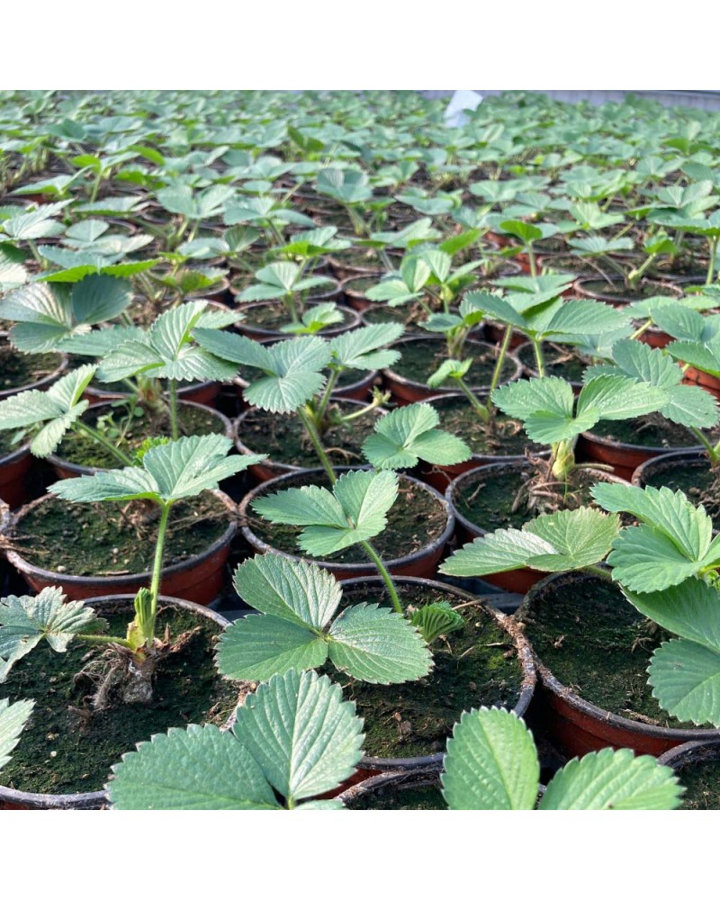 Fraisier Vivace Maestro - Vert | Jardinao.com