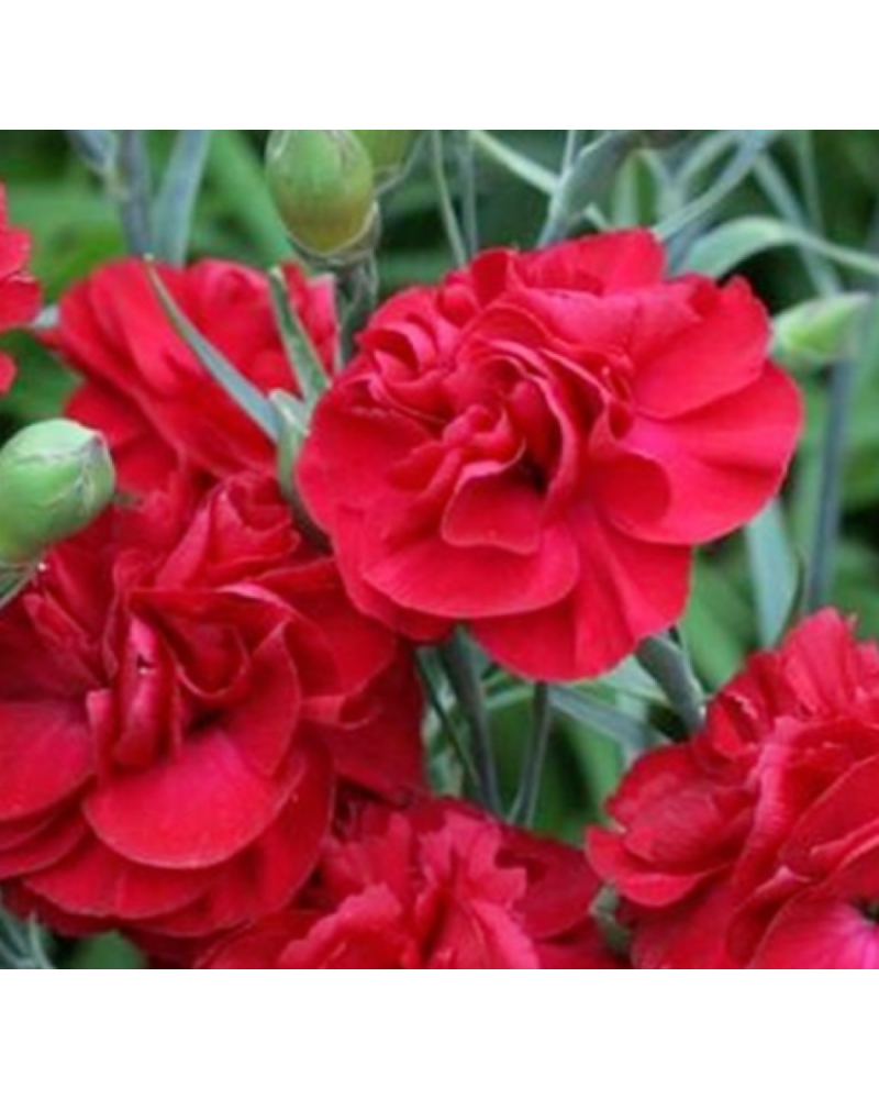 Œillet Dianthus Vivace Passion Pbr - Rouge | Jardinao.com