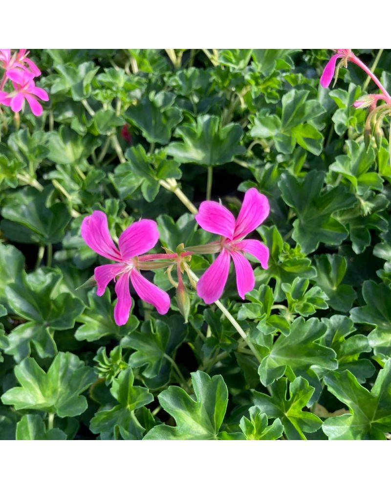 Géranium Retombant Annuelle Décora Stellena - Rose | Jardinao.com