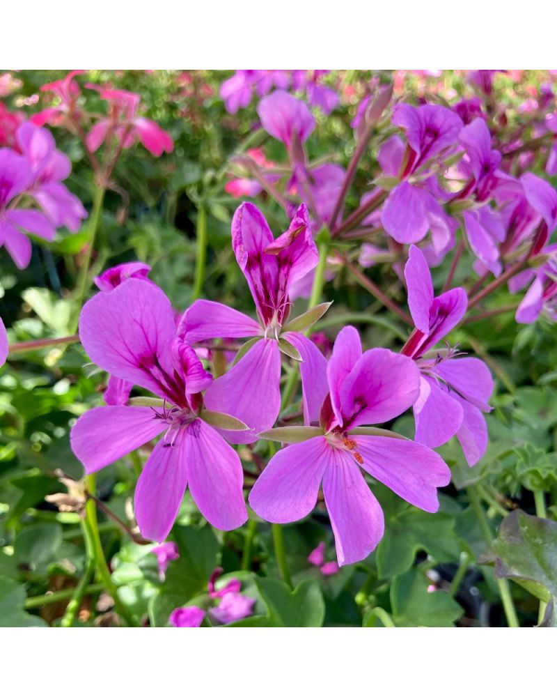 Géranium Retombant Annuelle Décora Stellena - Rose | Jardinao.com