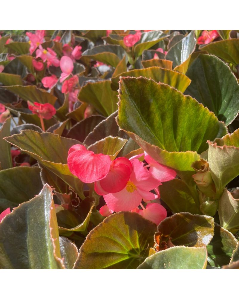 Begonia Big rouge a feuillage fonce | Jardinao.com