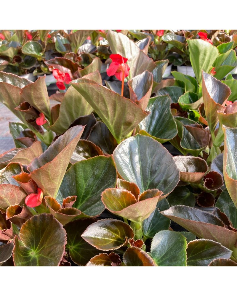 Begonia Big rouge a feuillage fonce | Jardinao.com