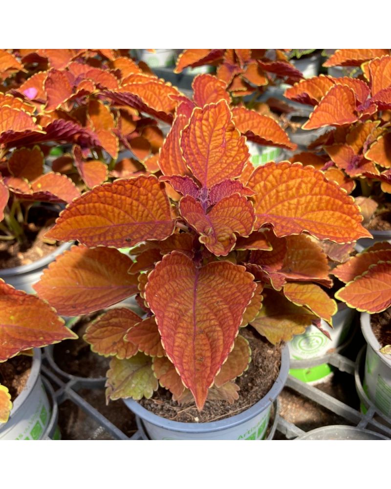 Coleus Solenostemon Sunset Boulevard | Jardinao.com