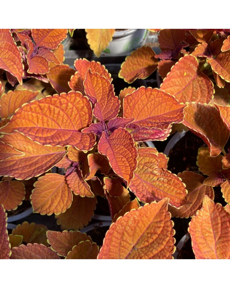 Coleus Solenostemon Sunset Boulevard | Jardinao.com