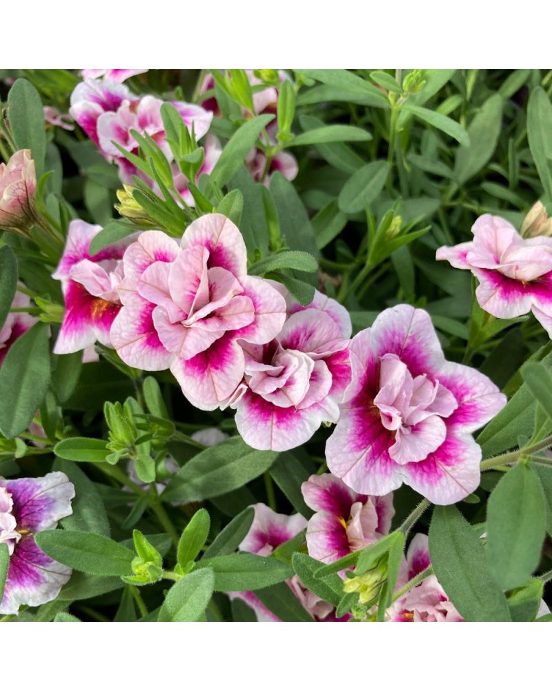 Calibrachoa Annuelle Uno Double Pinktastic - Rose | Jardinao.com