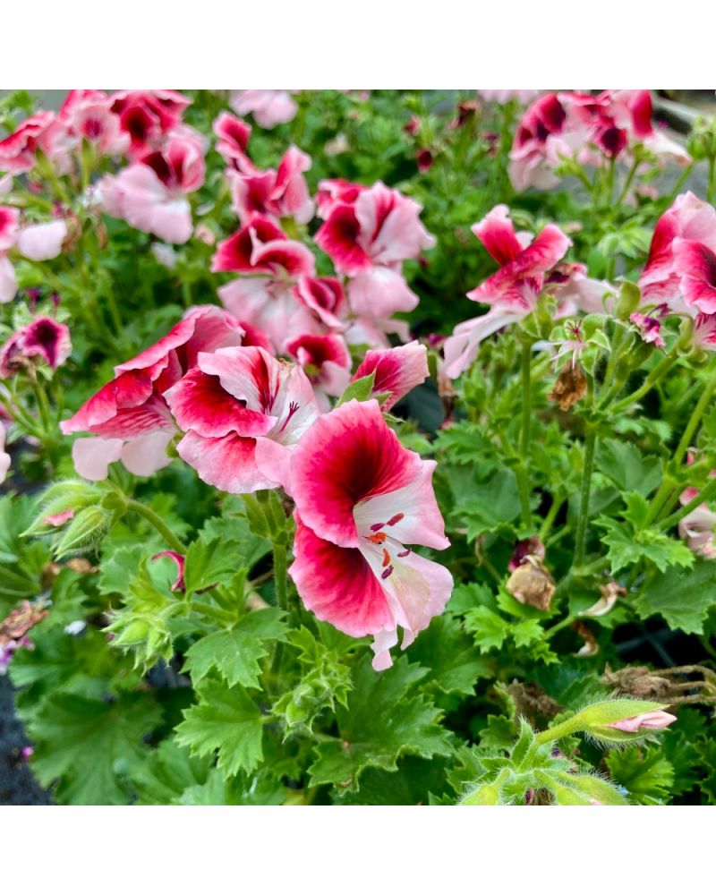 Géranium Droit Annuelle Candy Peach Cloud - Rouge | Jardinao.com