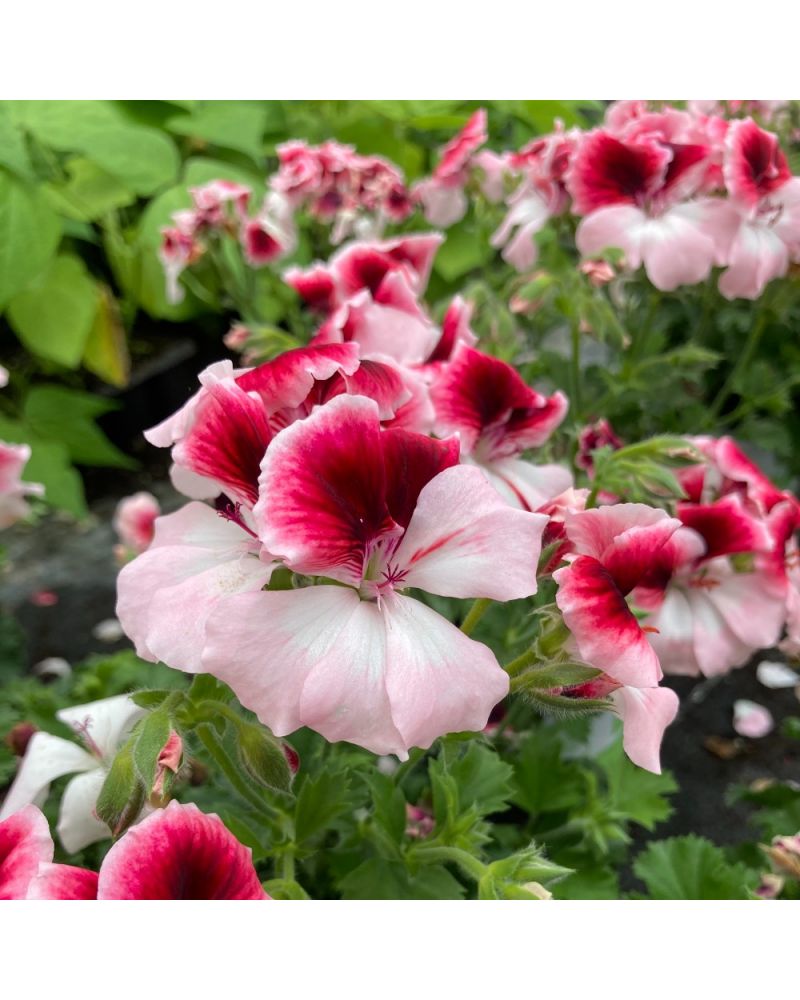 Géranium Droit Annuelle Candy Peach Cloud - Rouge | Jardinao.com