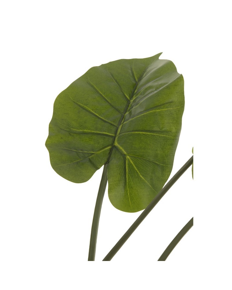 Taro Sauvage En Pot Plastique Vert J-line | Jardinao