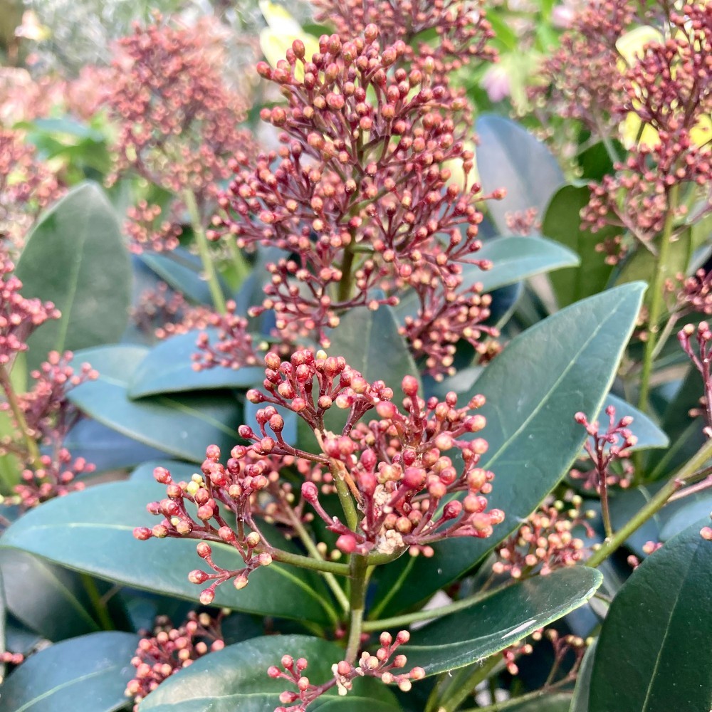 Skimmia Arbustif Japonica - Rouge | Jardinao.com