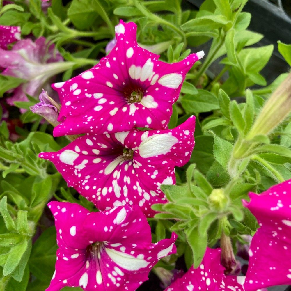 Découvrez notre gamme de Plantes Retombantes idéale pour vos ...