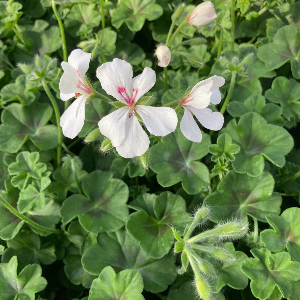 Géranium Retombant Annuelle Rainbow - Blanc | Jardinao.com